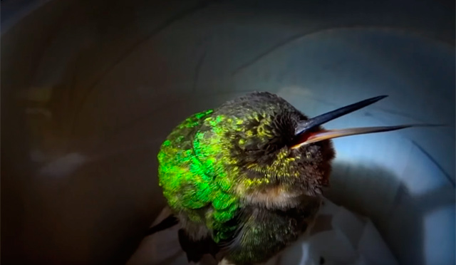 ¿Alguna vez vio un colibrí durmiendo?
