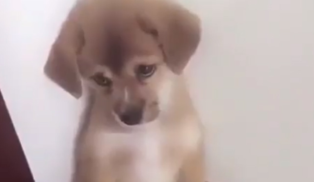 La enternecedora reacción de un perrito al ser regañado